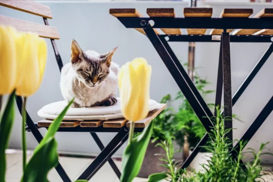 SmartDR™ Fusion | Antech Diagnostics