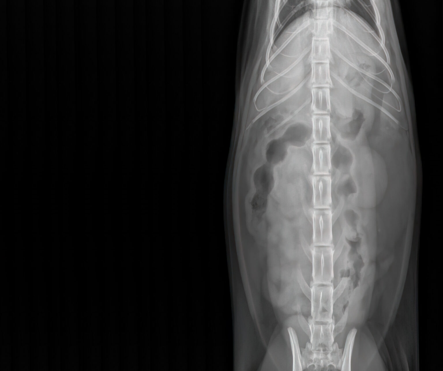 Contact Imaging Services | Antech Diagnostics