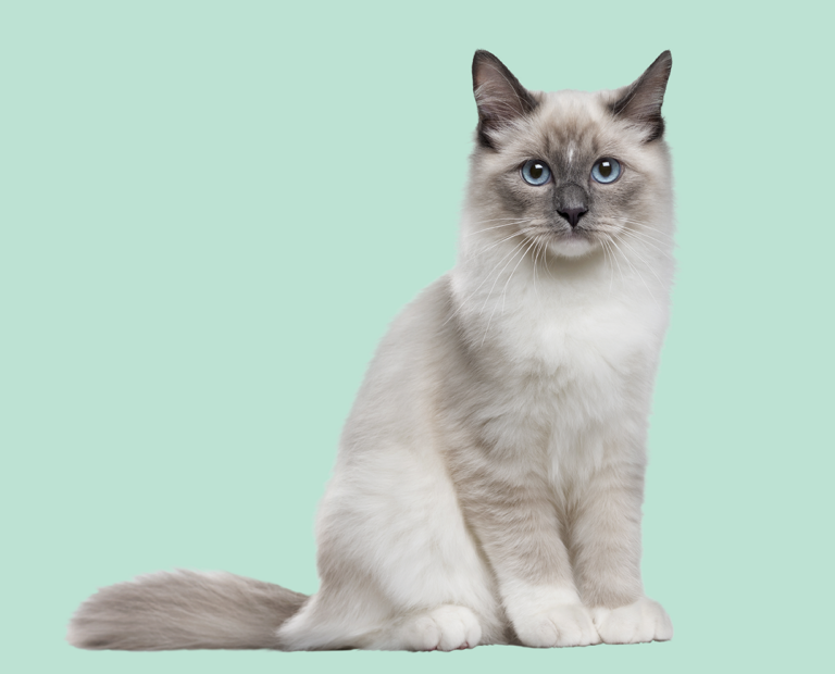 Diagnostics | Antech Diagnostics