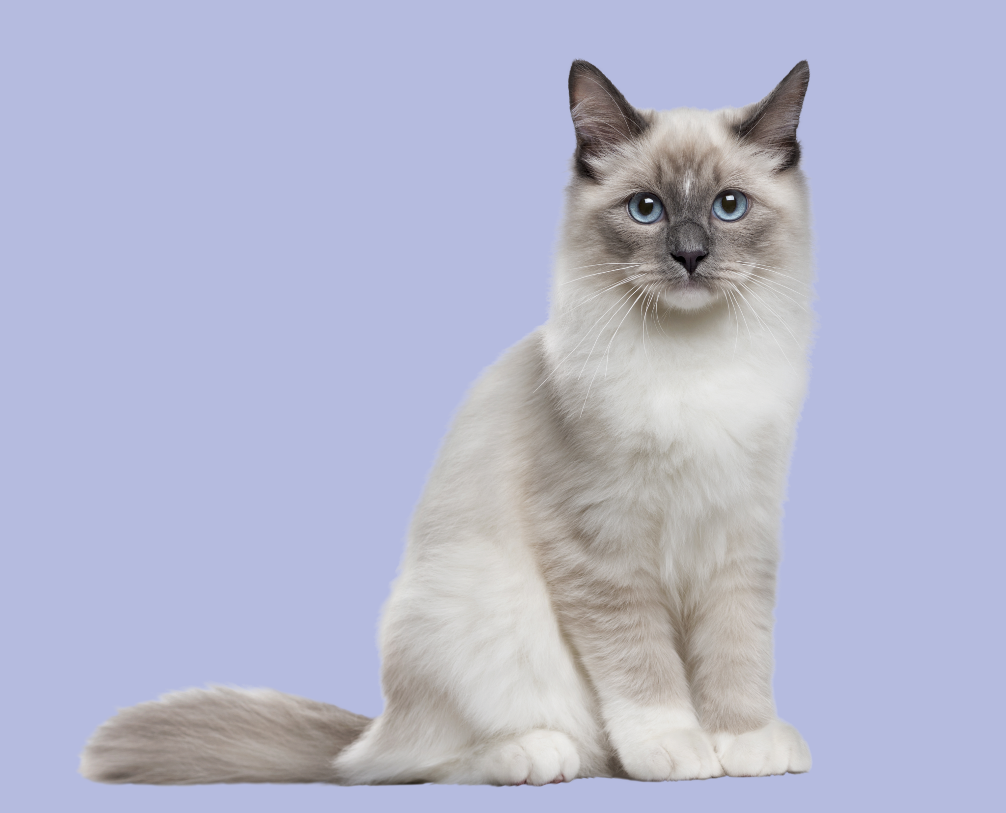 Veterinary GI Parasite PCR Test for Dogs & Cats | KeyScreen™ by Antech ...