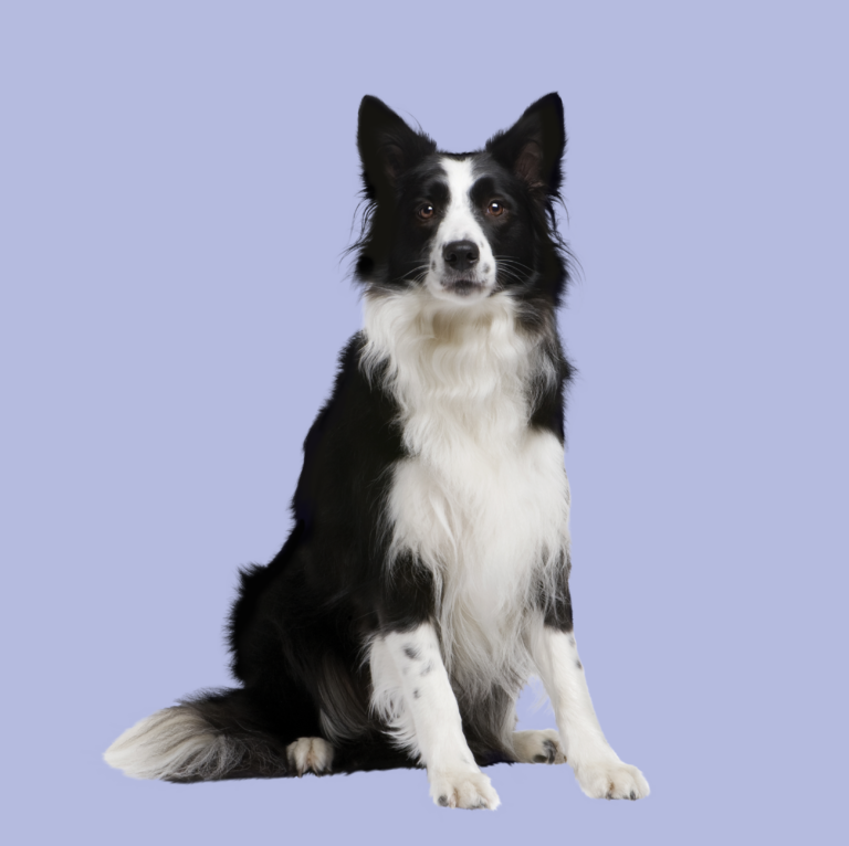 Accuplex | Antech Diagnostics