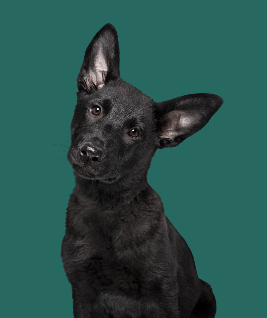 Laboratoire de référence | Diagnostic Antech