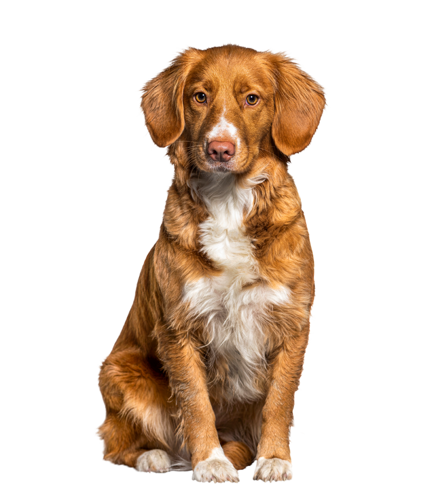 Canine Cancer Detection & Tumor Screening for Dogs | Antech Diagnostics