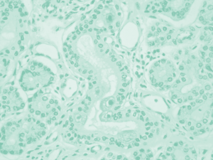 Pathology Submission Best Practices | Antech Diagnostics