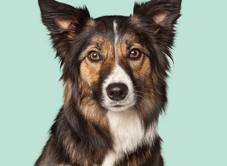 Veterinary GI Parasite PCR Test for Dogs & Cats | KeyScreen™ by Antech ...