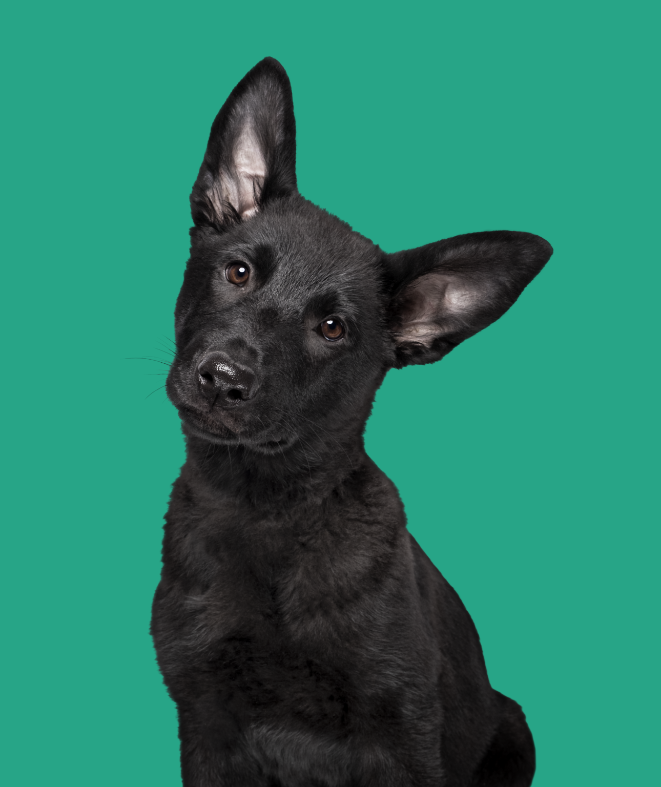 Advanced Vector-Borne Disease Screening | Antech Diagnostics