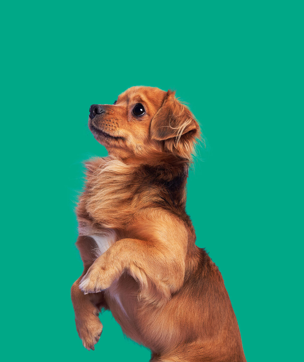 Onboarding Resources (U.S.) | Antech Diagnostics