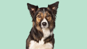 Advanced Vector-Borne Disease Screening | Antech Diagnostics