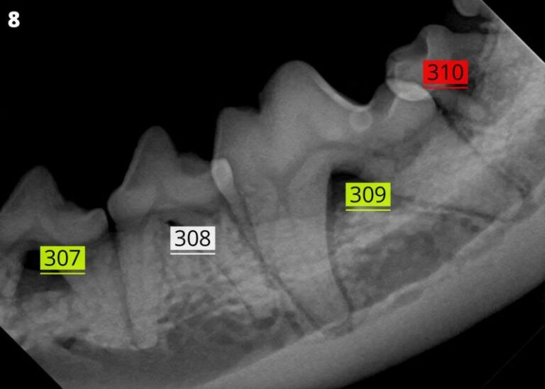 RapidRead™ Dental | Diagnostic Antech
