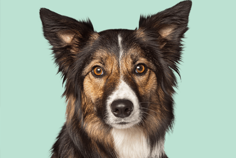 Consulting Services | Antech Diagnostics