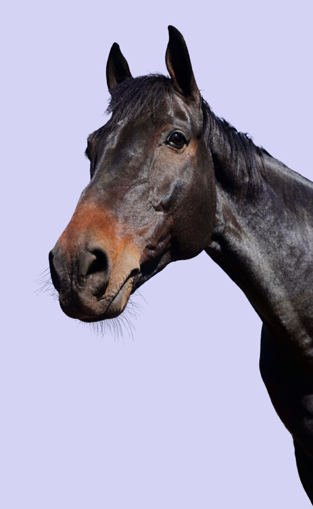 Diagnostic équin | Diagnostic Antech