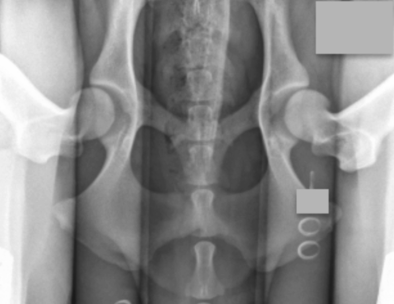 What is PennHIP | Antech Diagnostics