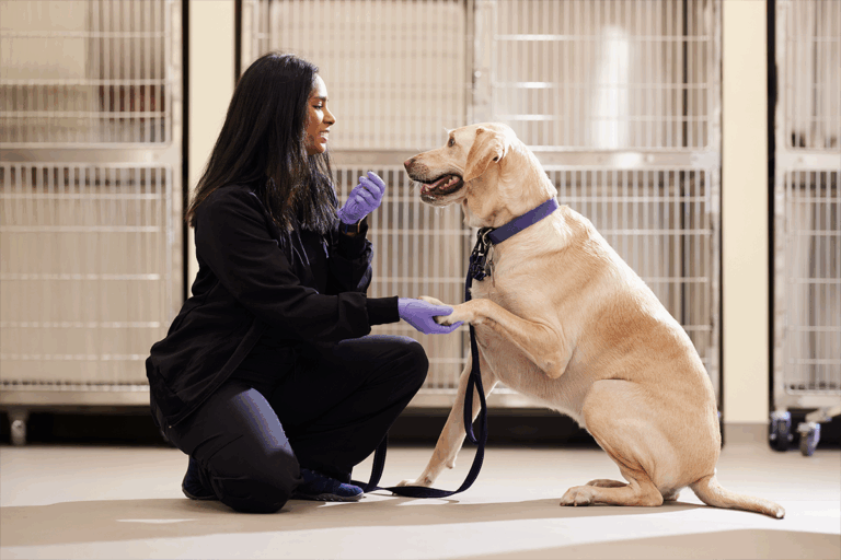 Learn about advances in diagnostic imaging with 2025’s VETgirl & Antech ...