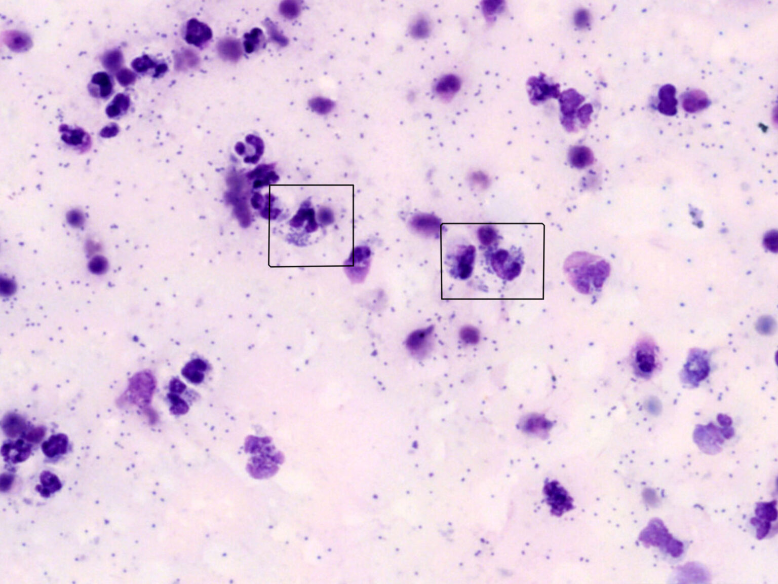 Microbiology | Antech Diagnostics