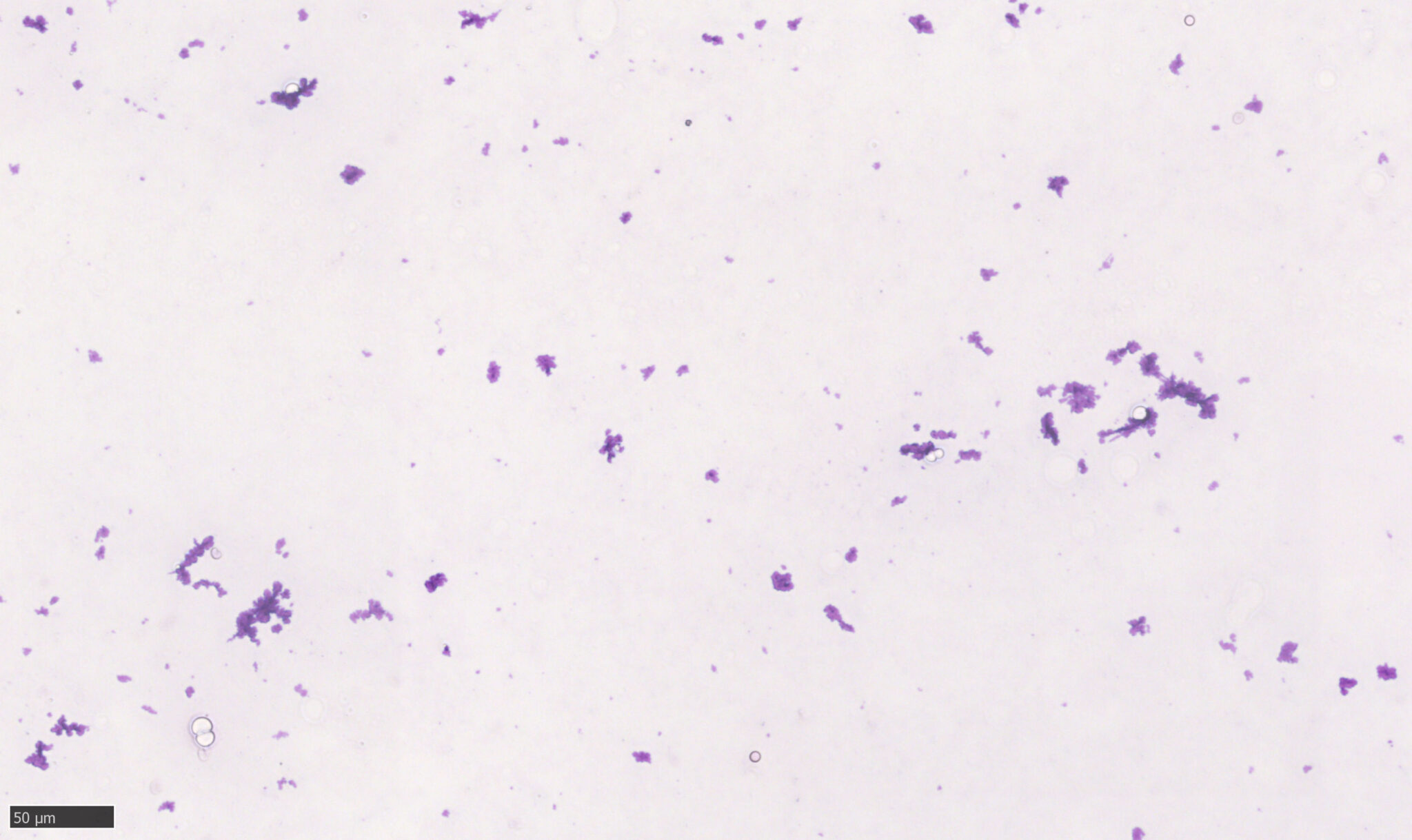 Let’s Get Technical: The Case for Effusion Analysis | Antech Diagnostics