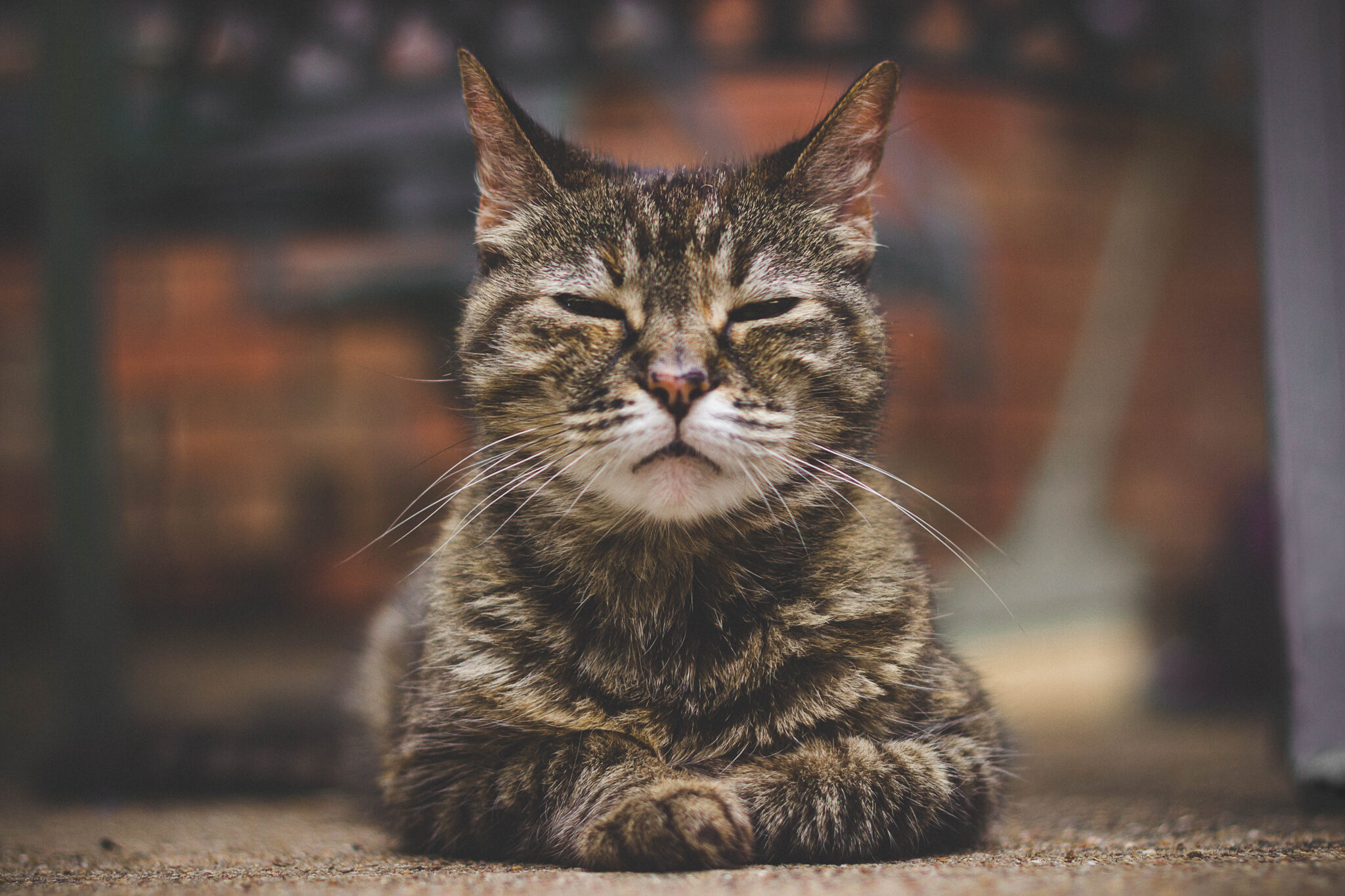 Back to Baseline: PU/PD and Weight Loss in a Domestic Shorthair Cat ...